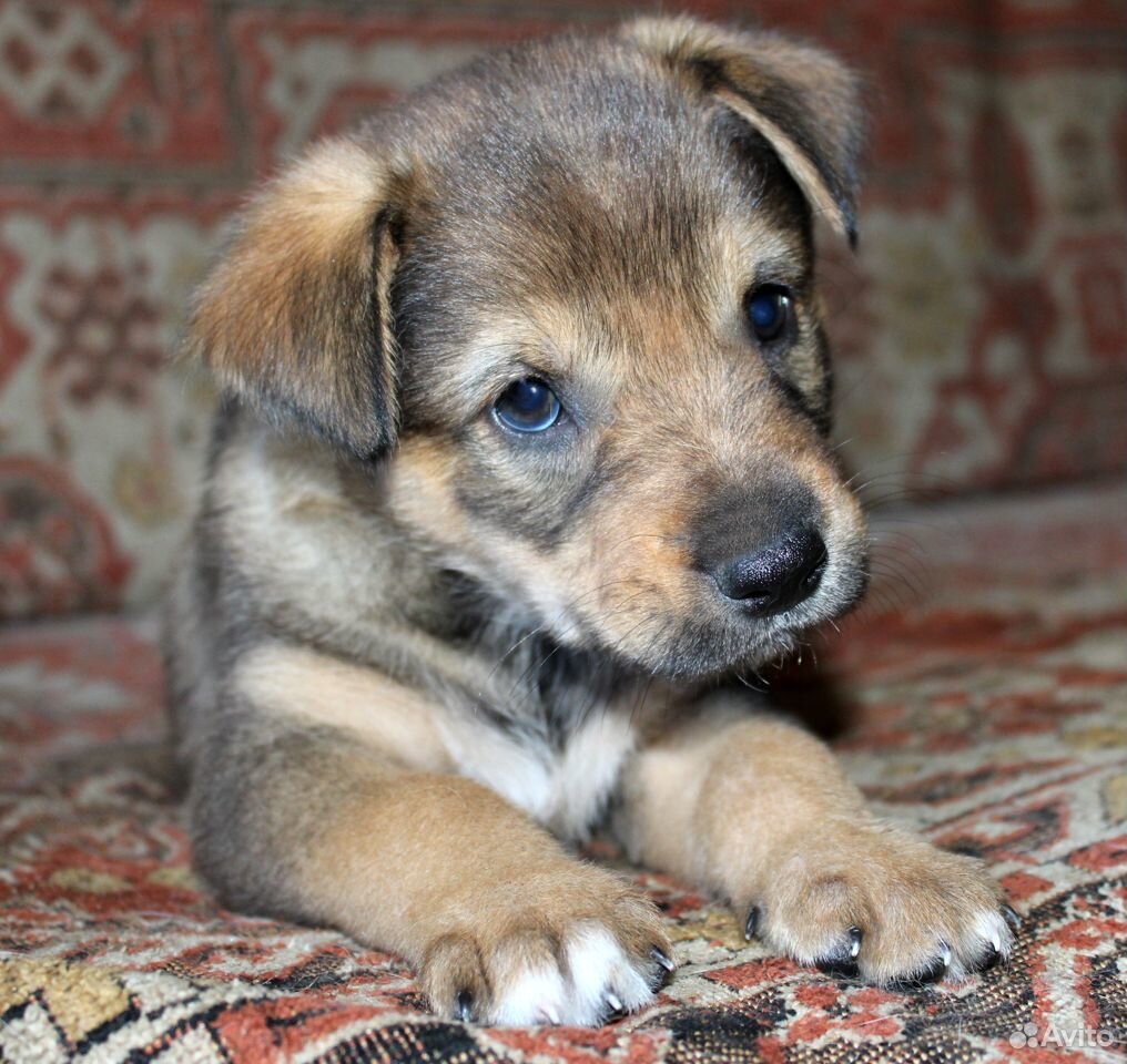 Ищем дом щенку