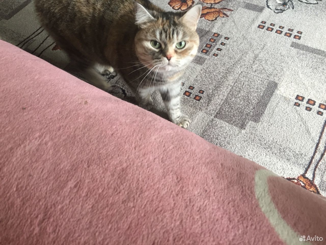 Молодая кошечка