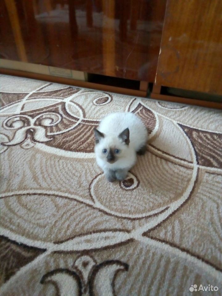 Отдам котёнка по имени Гав