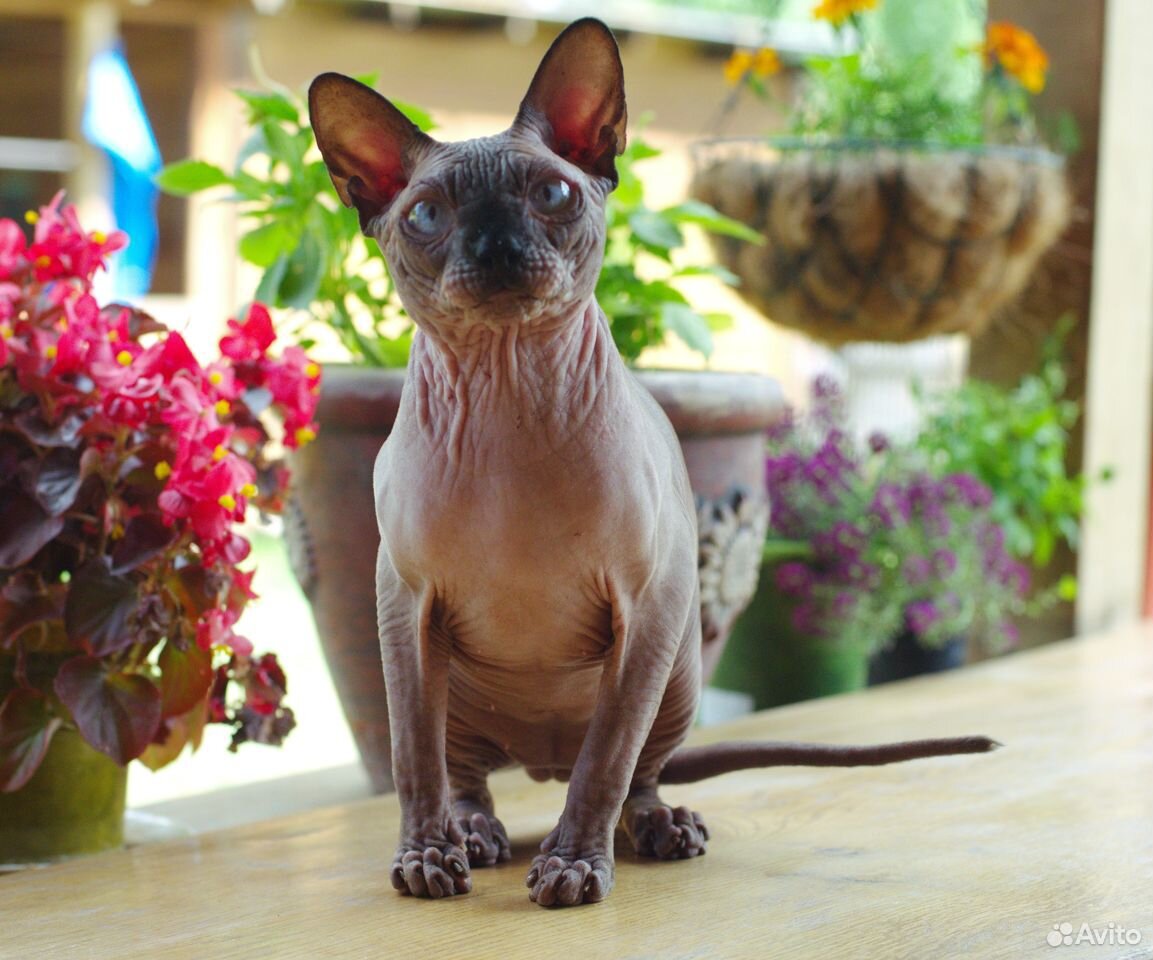 Голубоглазый мачо