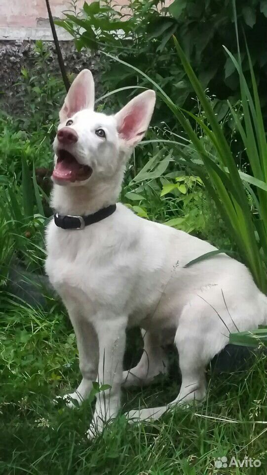 Собака, щенок