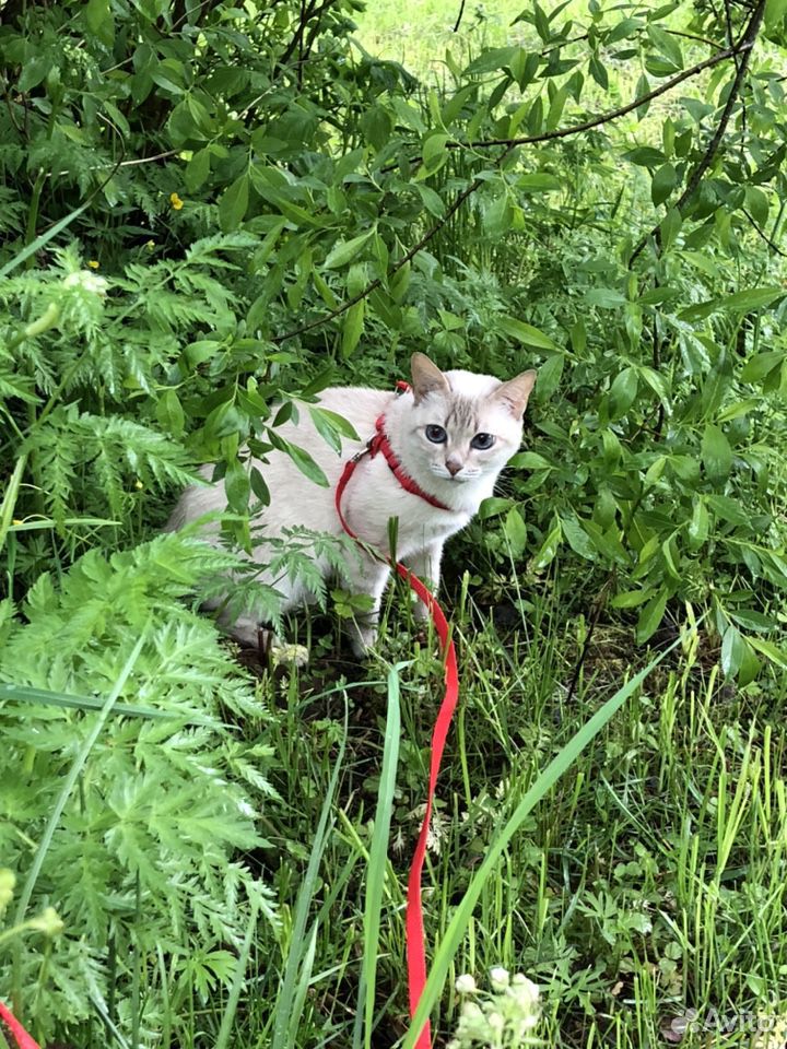 Кэш ищет кота
