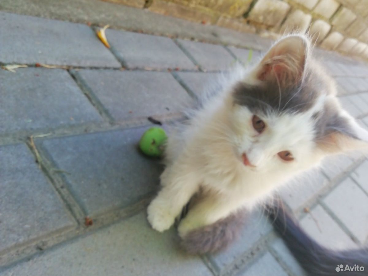 1 чёрный кот и 4 кошки отдаём в добрые адрес Берёз