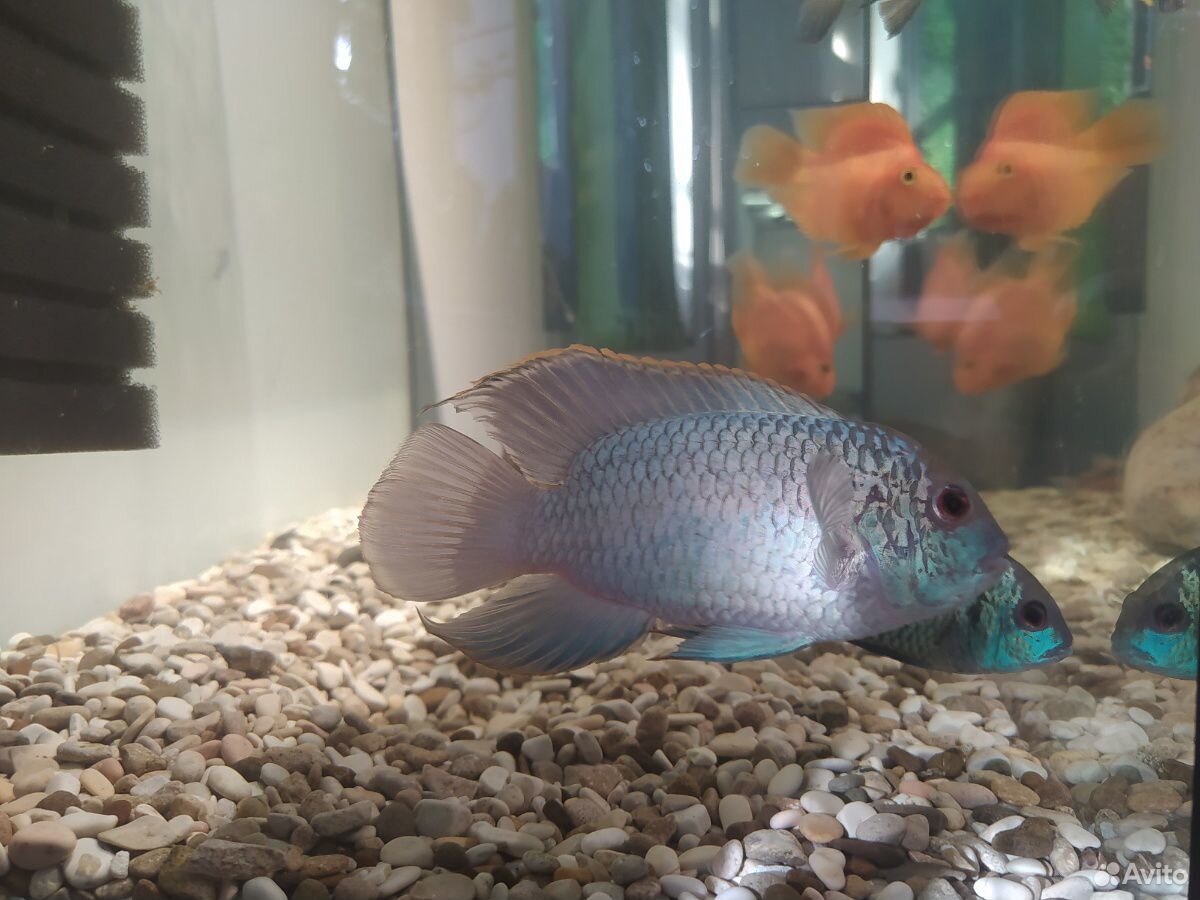 Цихлиды наннакары