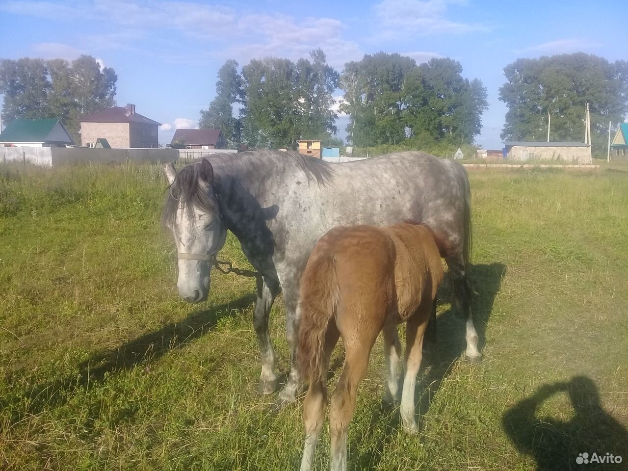 Продам кабылу с жеребенком