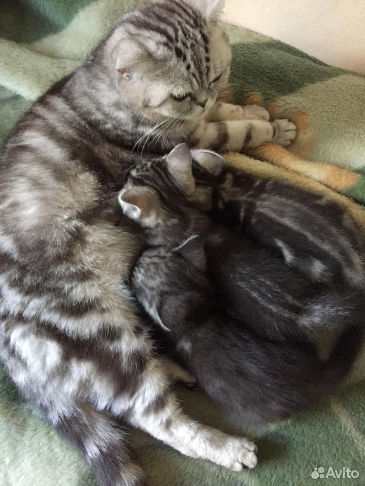 Котята британцы