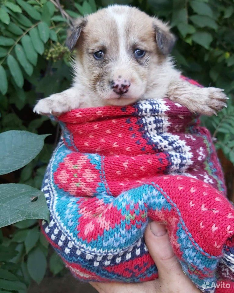 Щенок девочка 4 недели