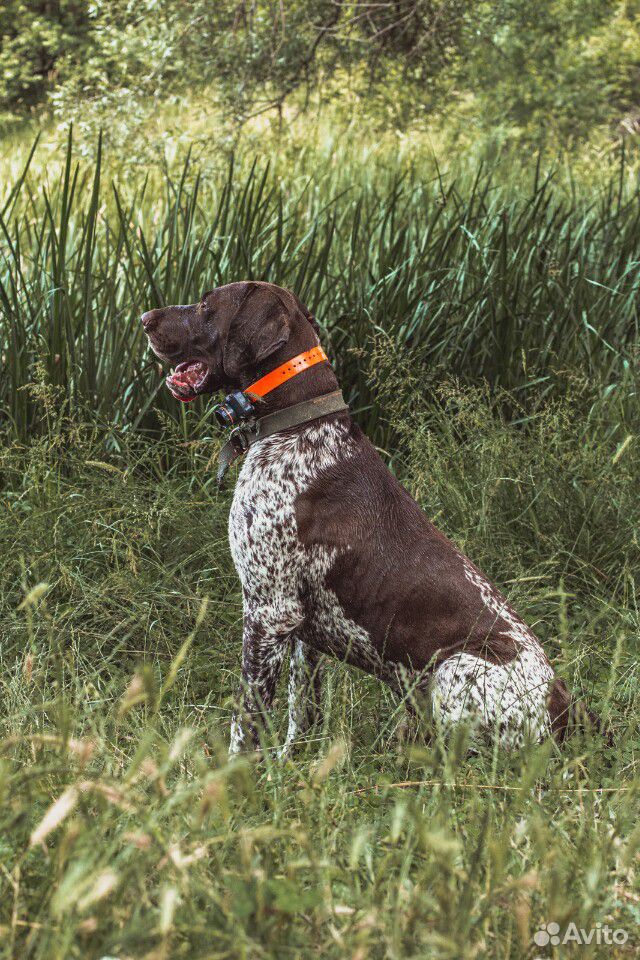 Немецкий Курцхаар Кобель вязка