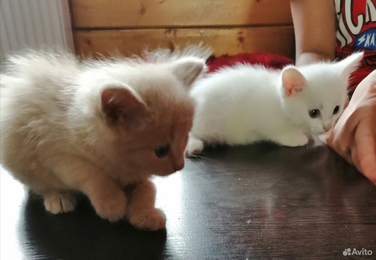 Красавчики Котятки
