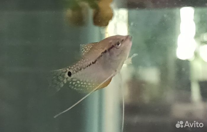 Гурамми жемчужная