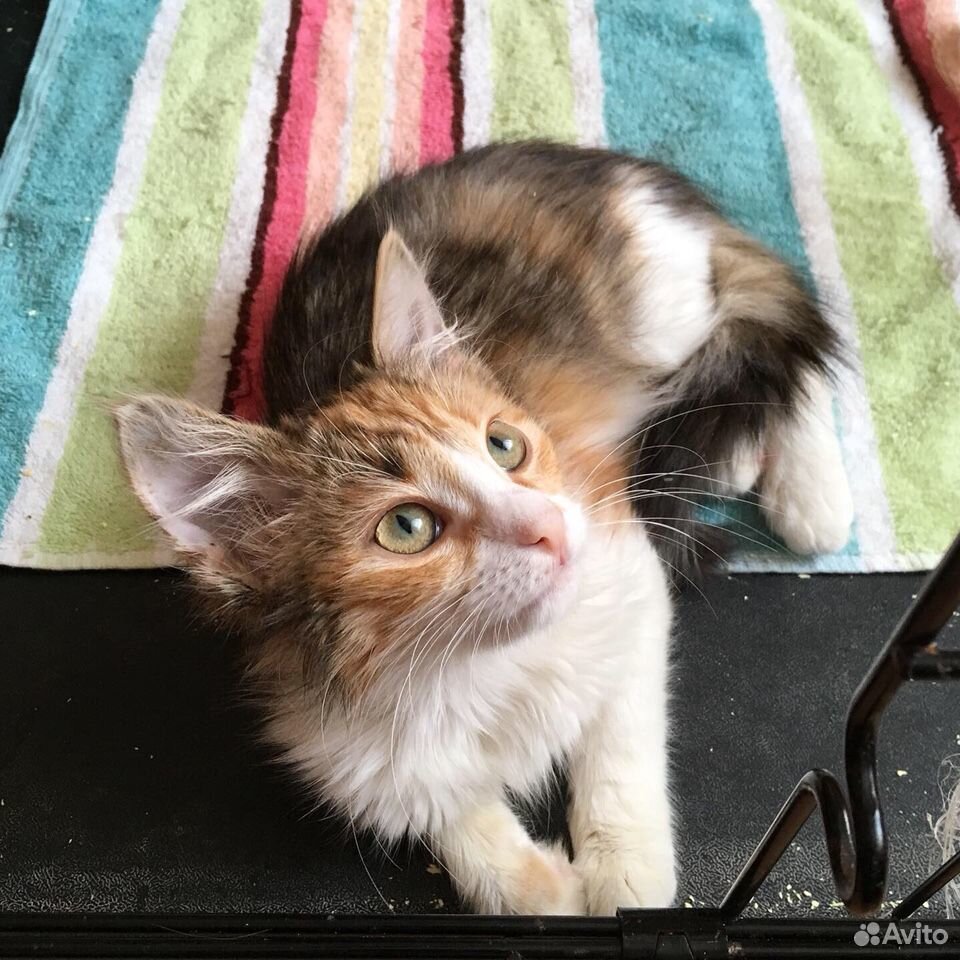 Котенок Ляля