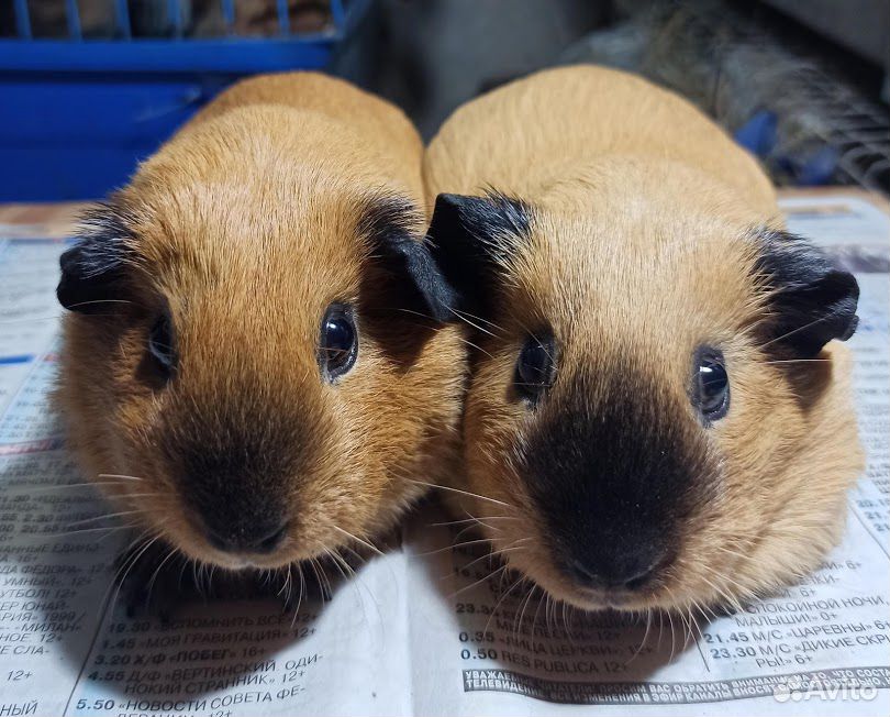 Самцыи самки калифорния-Морские свинки