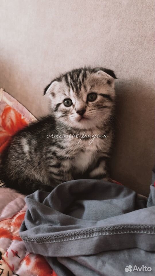 Котёнок вислоухая шотландка
