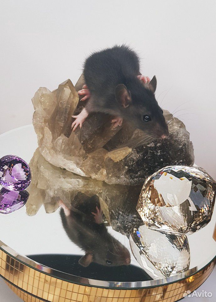 Декоративный крысенок