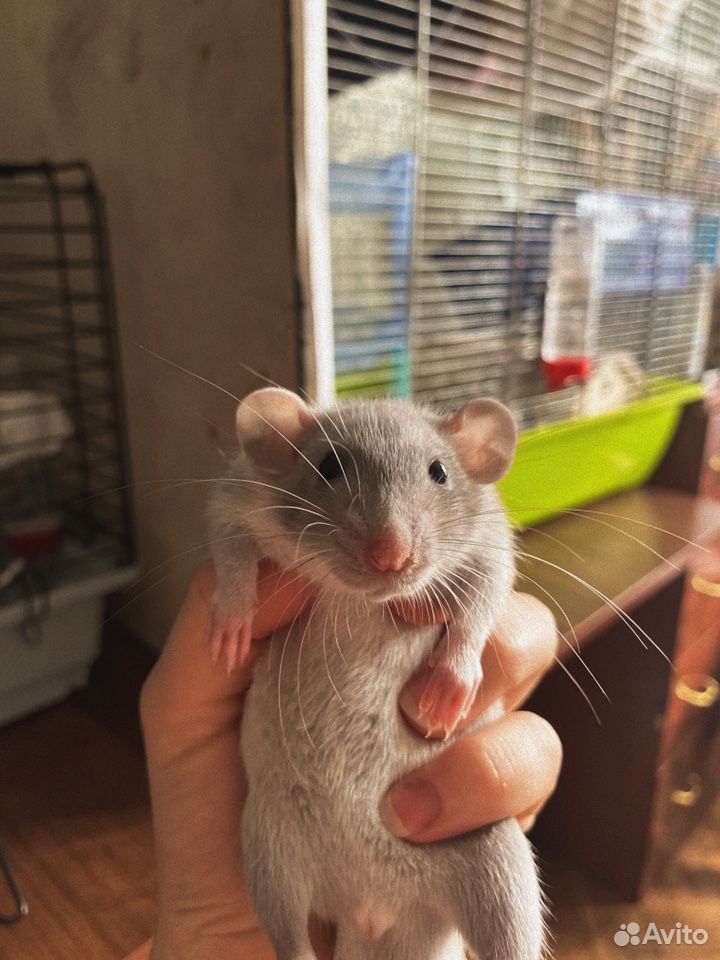 Крысы дамбо