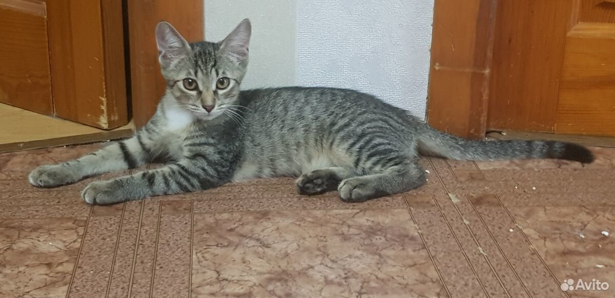 Котенок метис Тима 3мес привит
