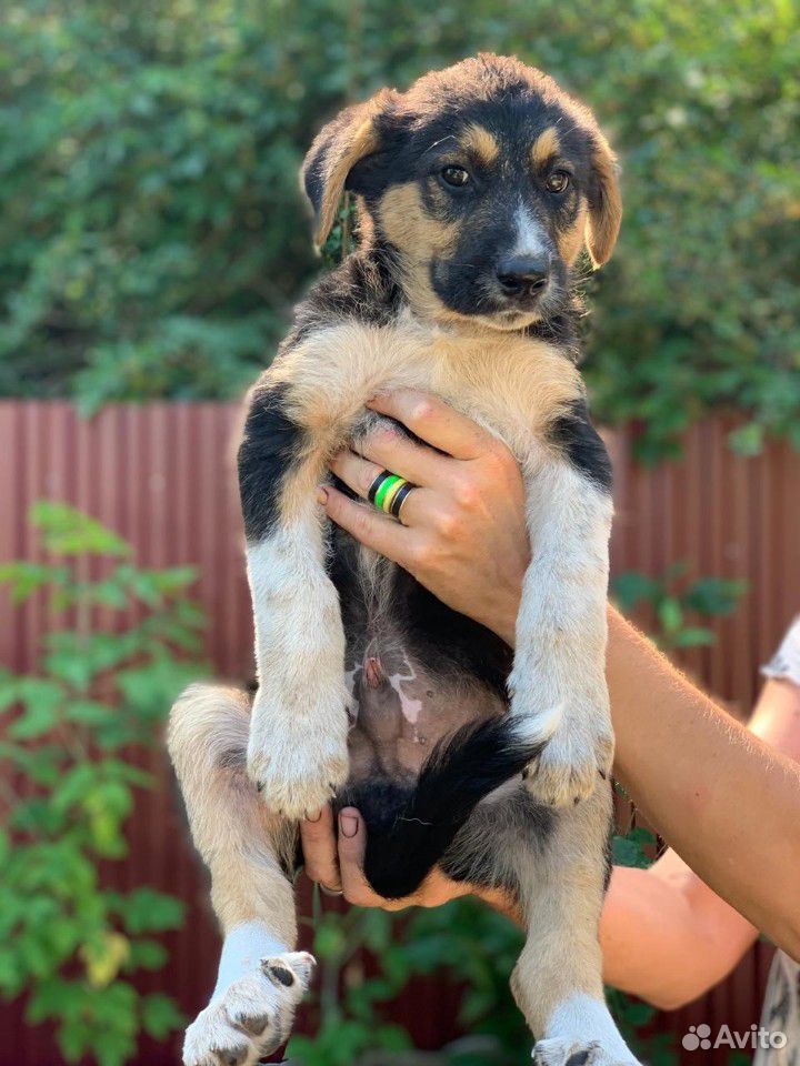 Крупный щенок