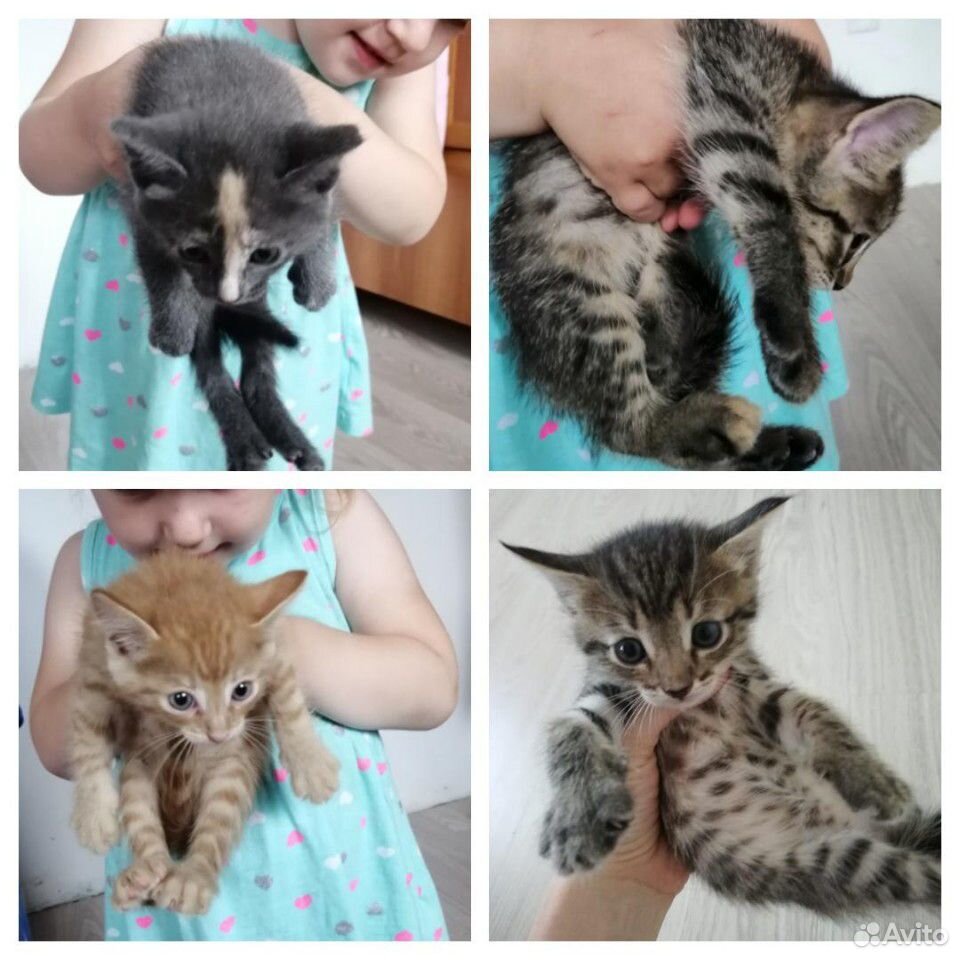Котята