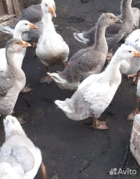 Гусята (2 месяца)