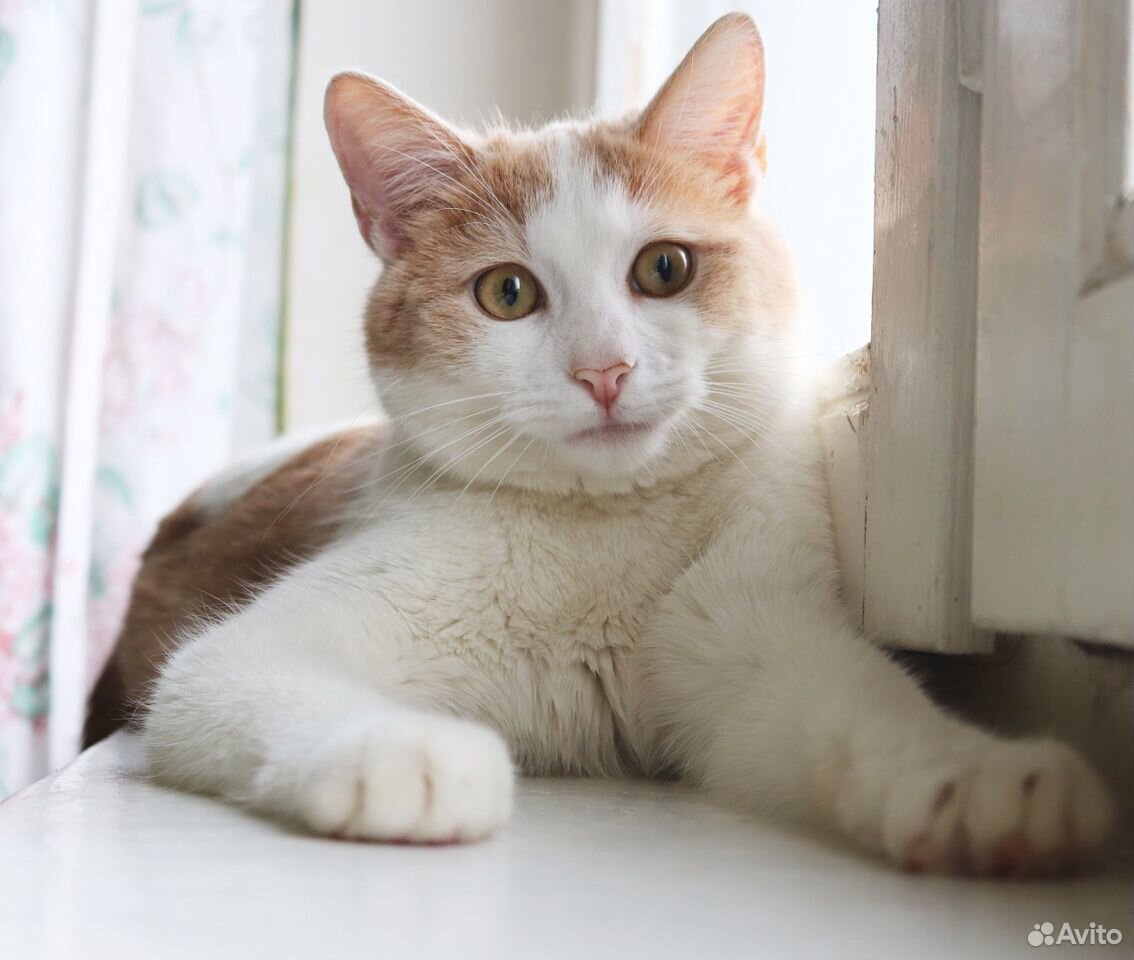 Котик в добрые руки