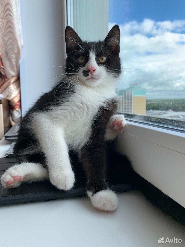 Котёнок Тоби 3,5 мес
