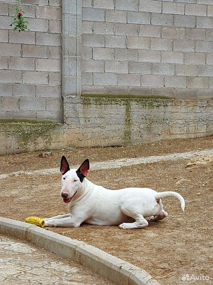 Бультерьер