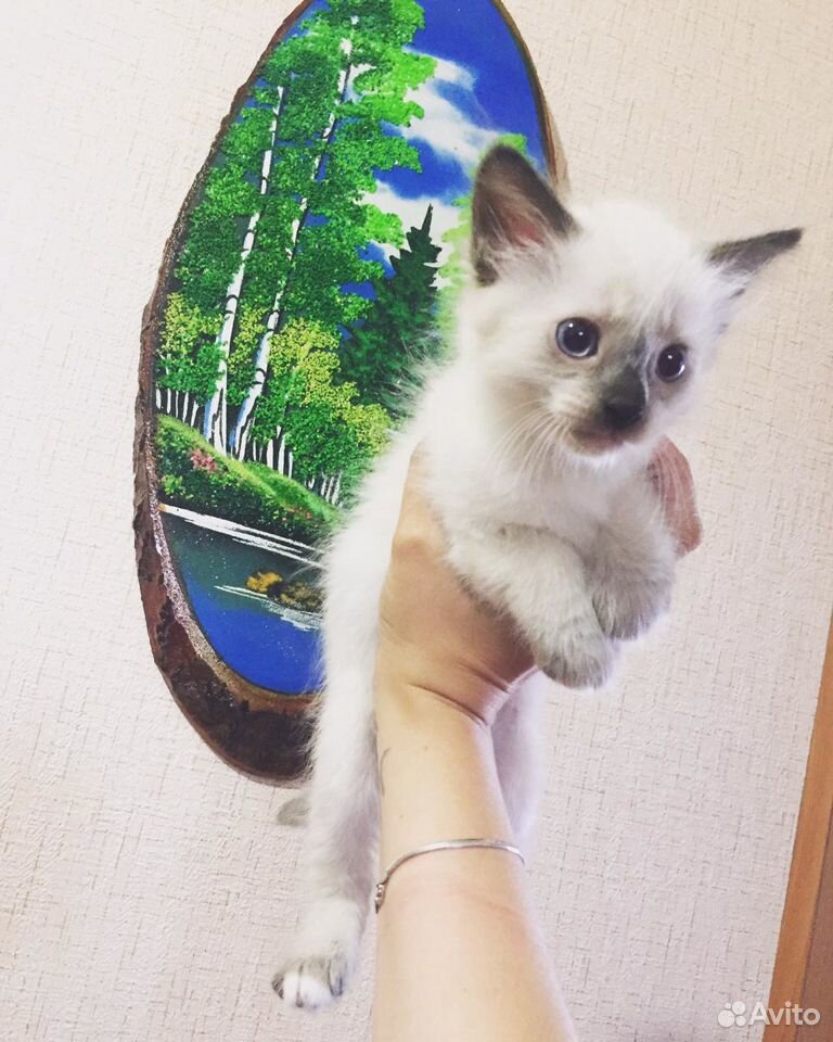 Сиамский котёнок