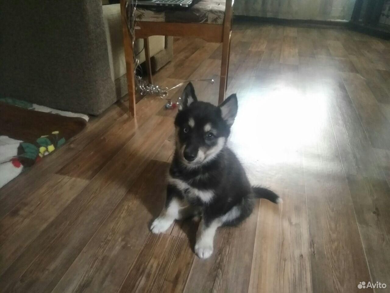 Щенок Хаски