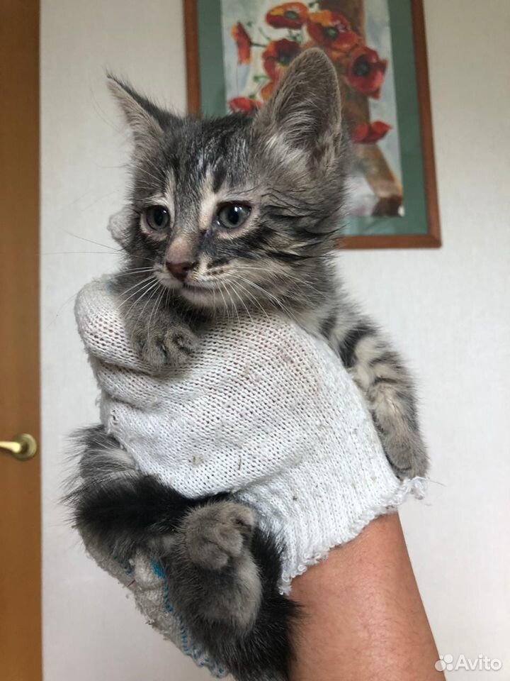 Маленький Мурзик в Строгино