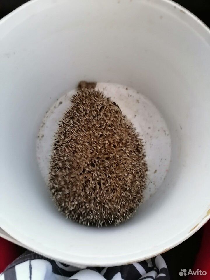 Ёжик лесной