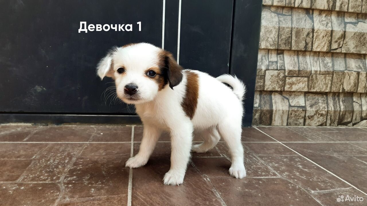 Милые и умные щенки. Почти бесплатно. Забирайте )