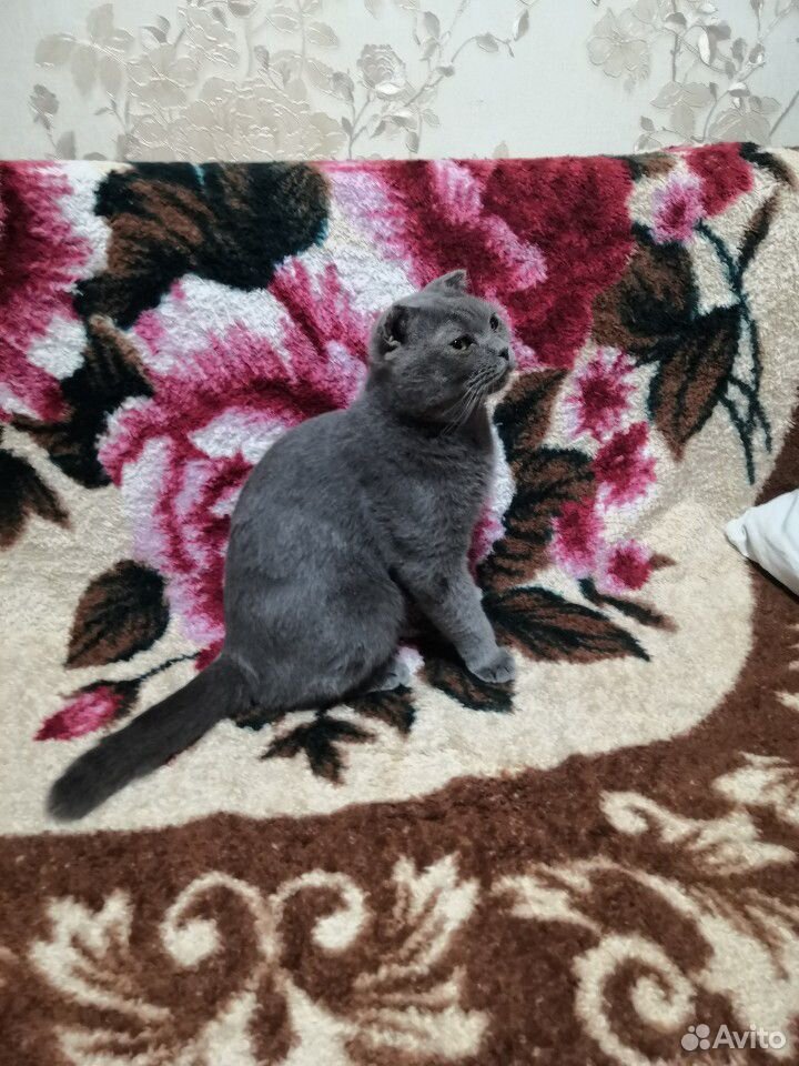 Британская