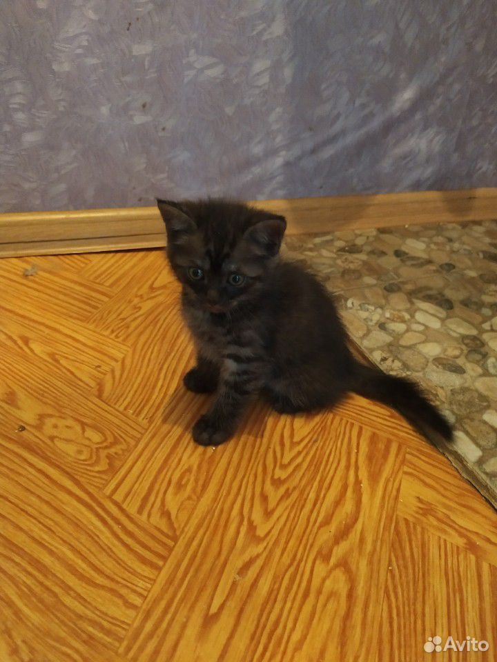 Котенок