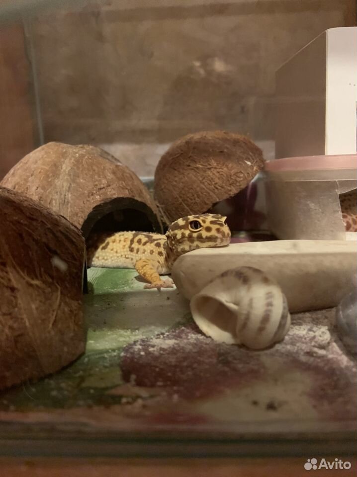 Террариум с эублефарами