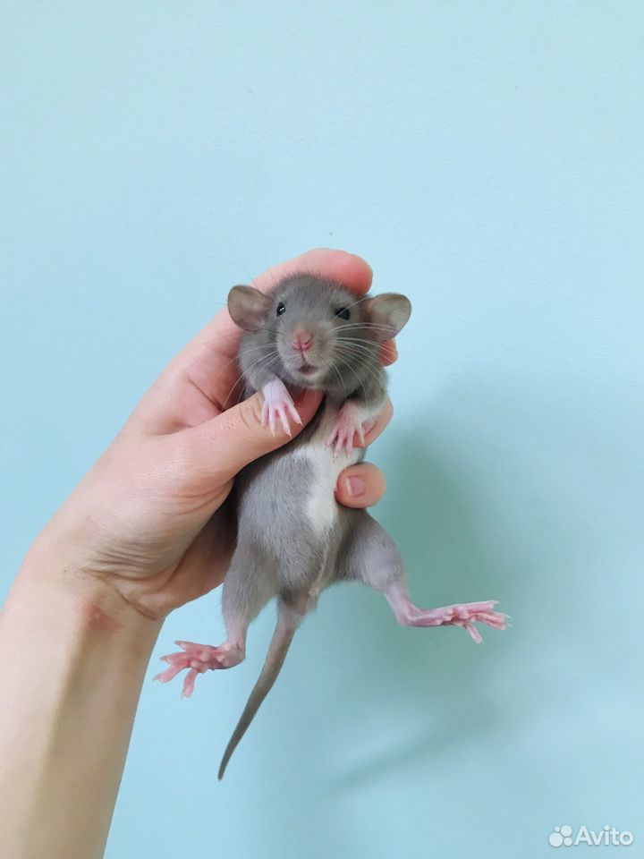 Крысы, крысята дамбо. Самки. Бурмизы