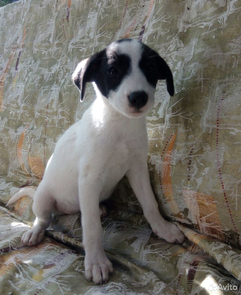 Щенок Лизочек ищет дом