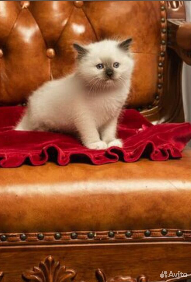 Котята Рэгдолл