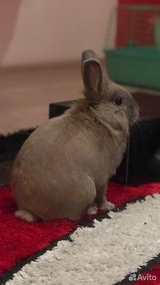 Кролик. Вязка