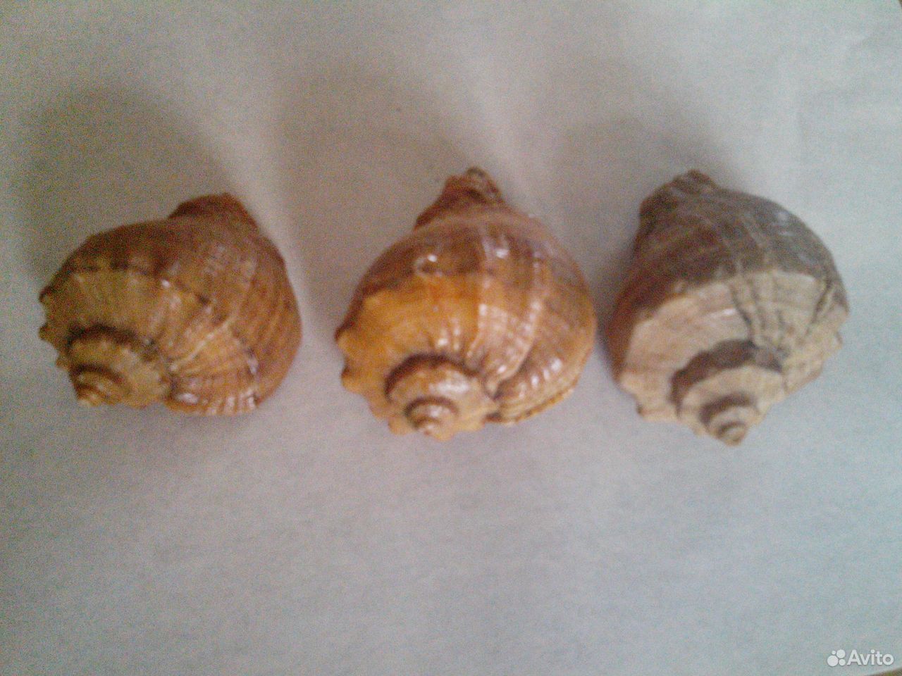 Морские ракушки в ассортименте