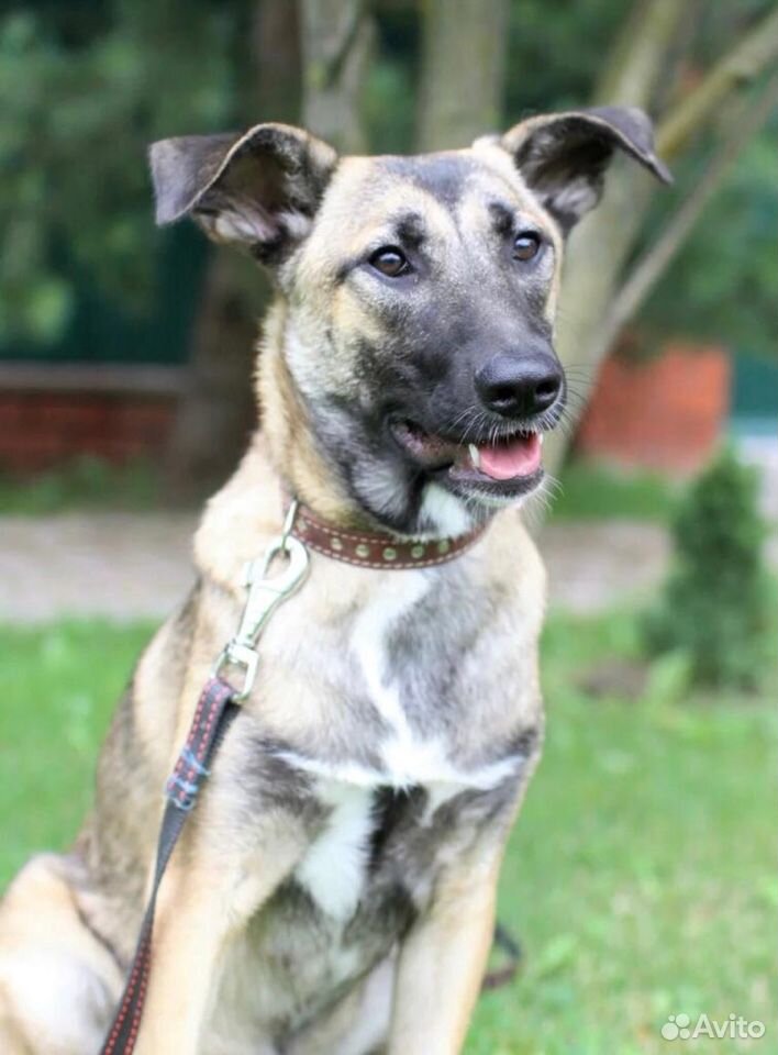 Щенки, сестрички-близняшки, Марта и Мальта, в добр