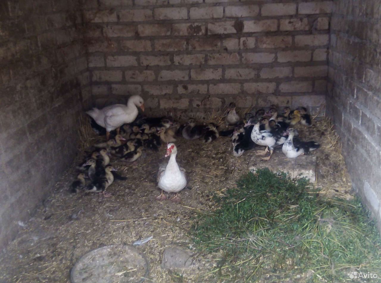 Утята шиптунята