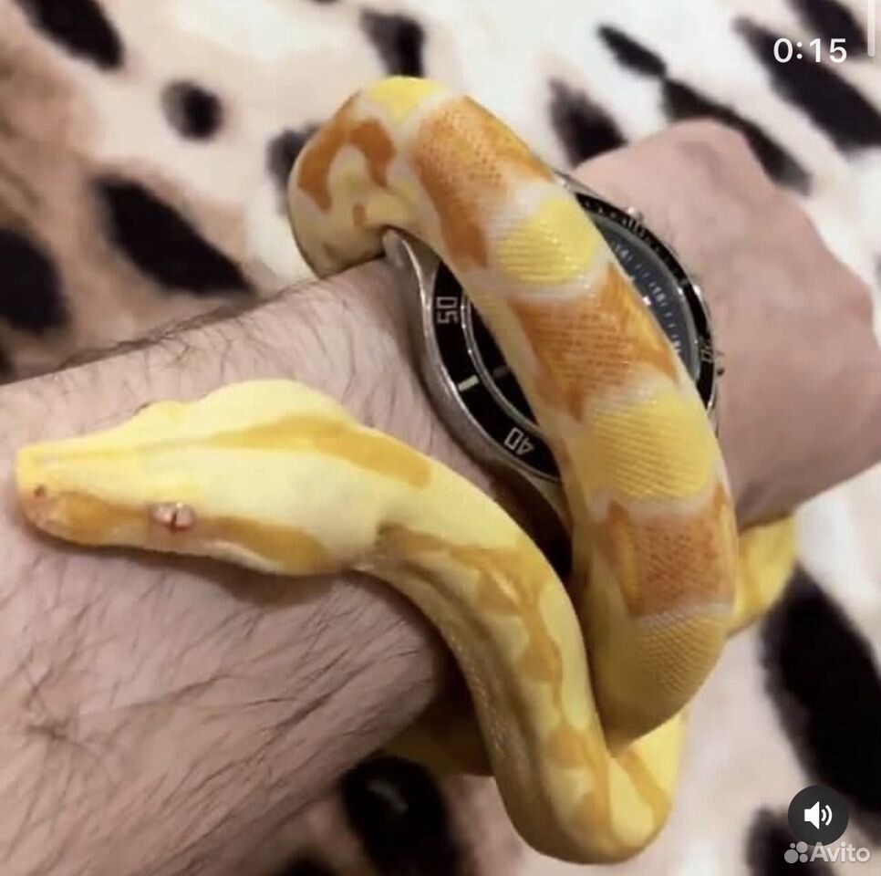 Удав императорский морфы Albino Kahl