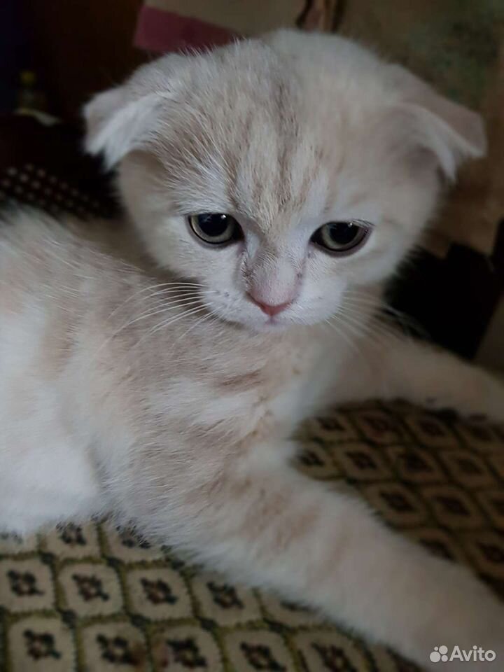 Шотландская