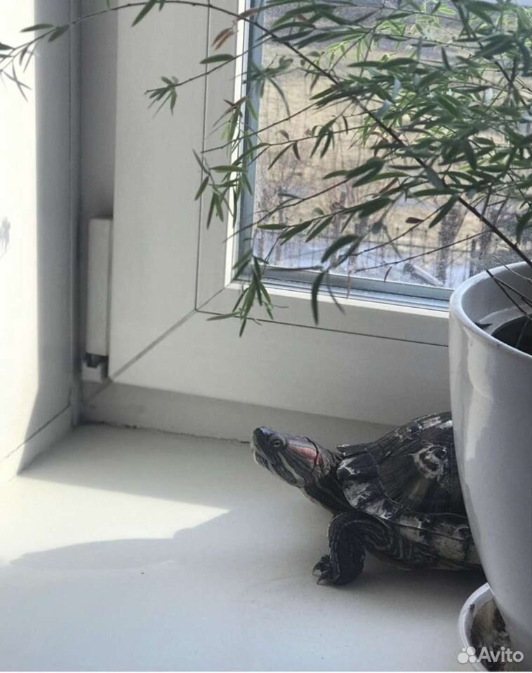 Красноухая Черепаха