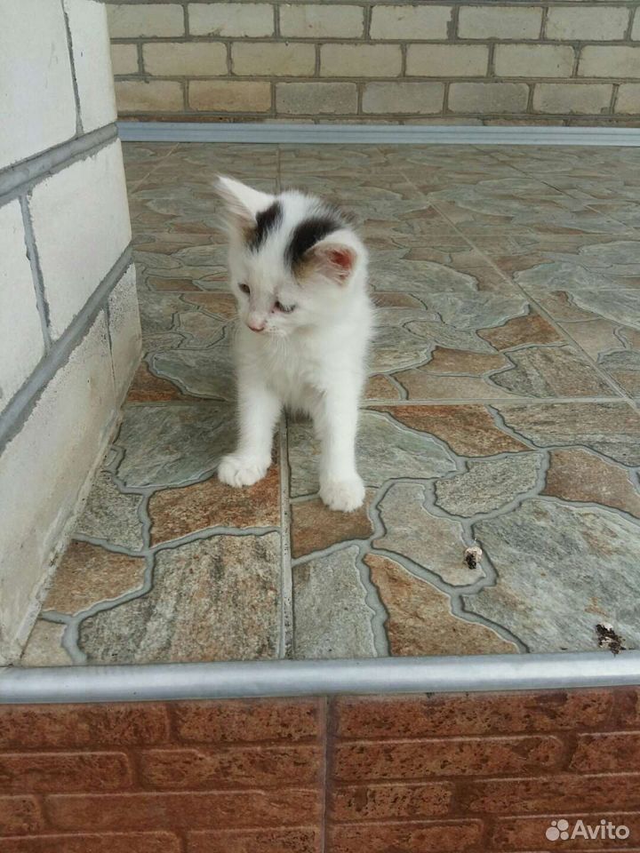 Кот Гоша и его друзья щенки дворняжки-звоночки бес