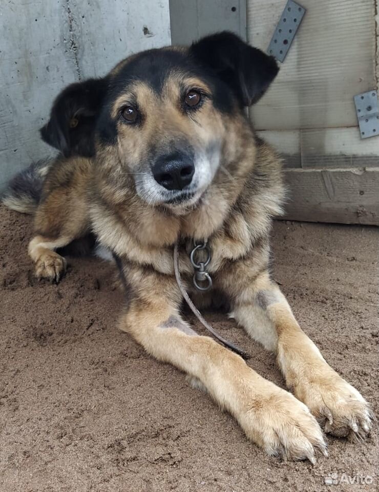 Собака Амур. Прекрасный охранник
