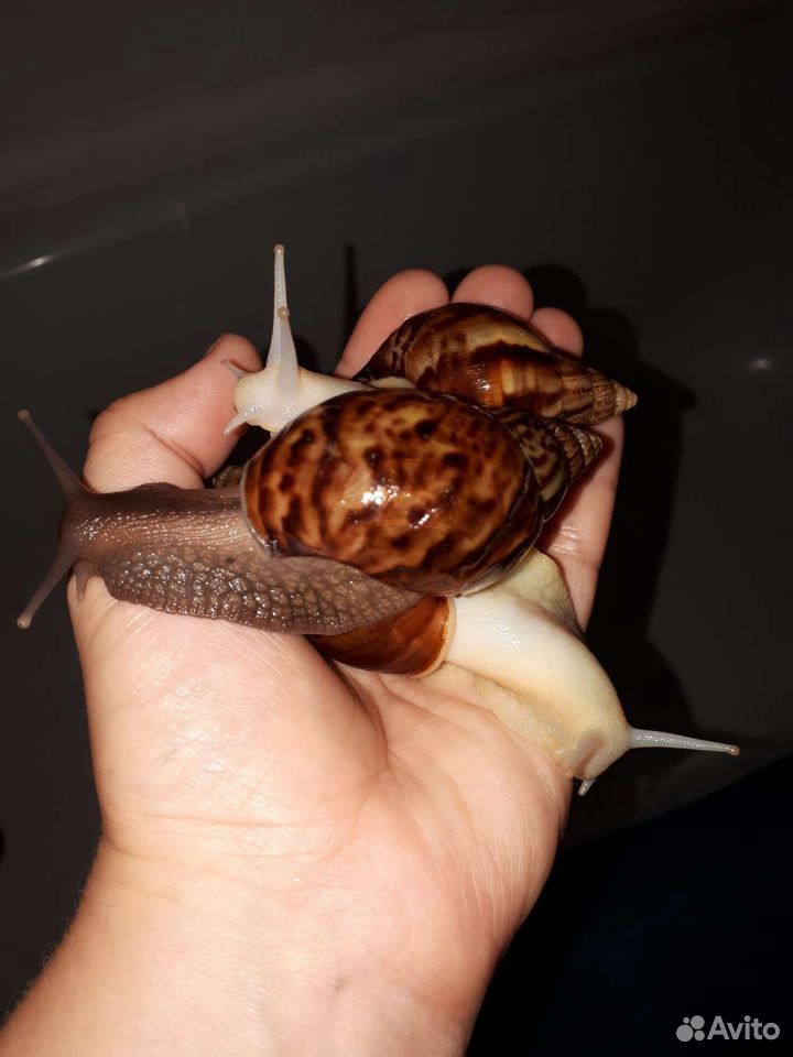 Улитка африканская