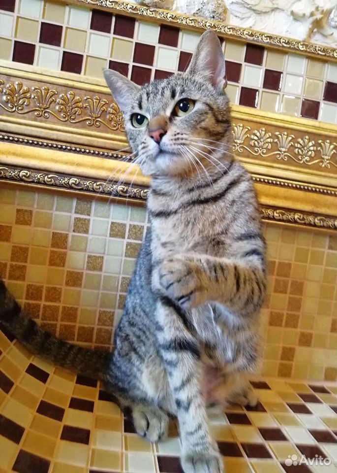 Красавица Элли с ищет дом