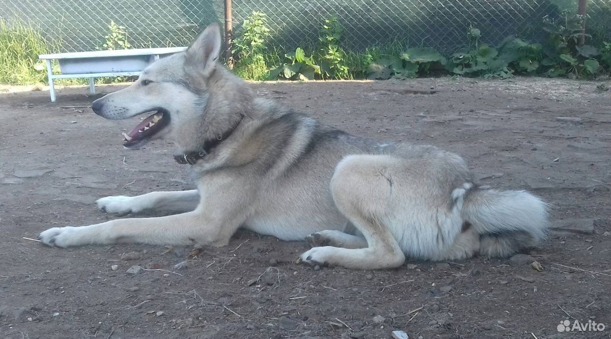 Дик Кобель Лайки