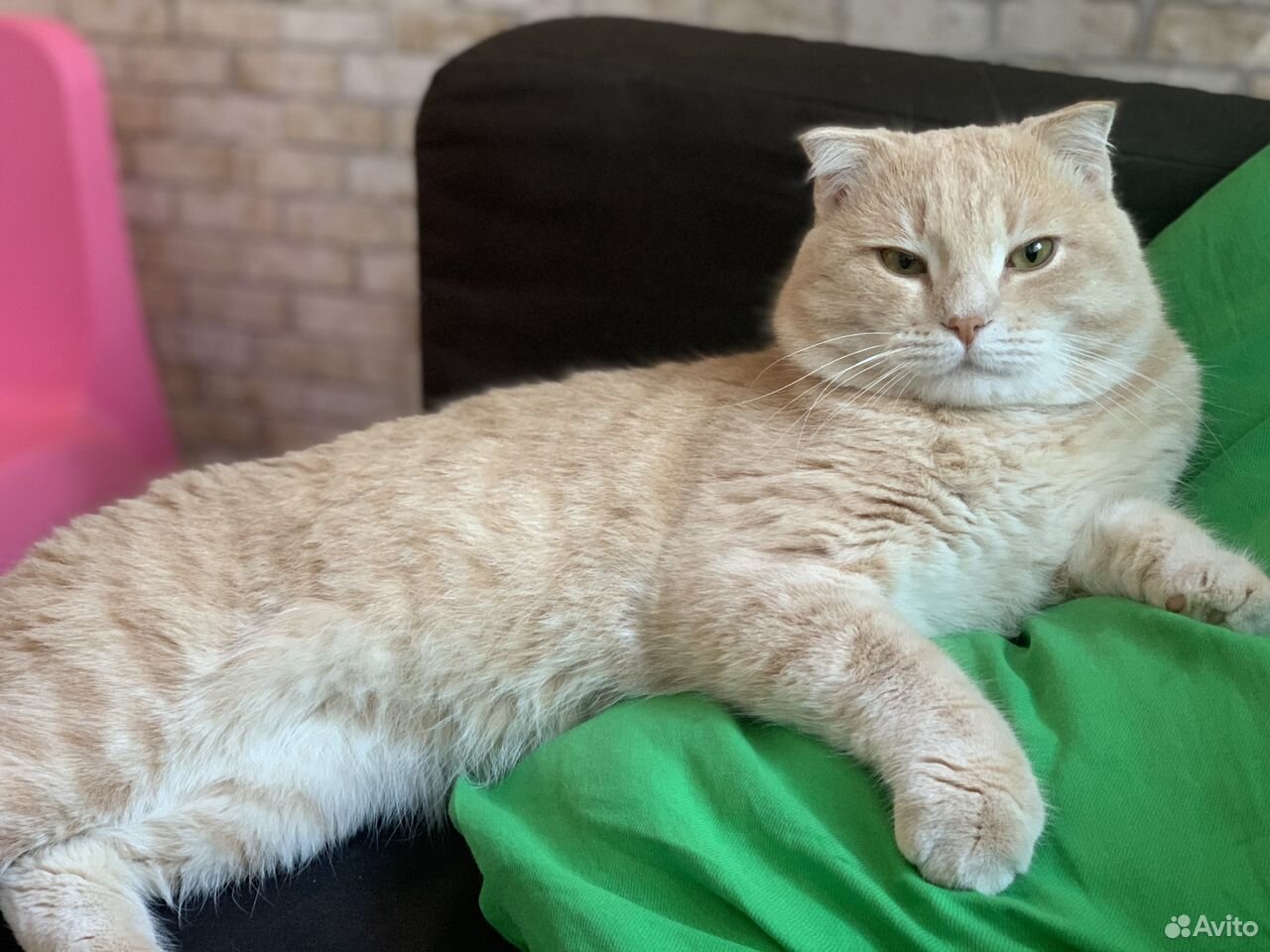 Кот Шеря на вязку